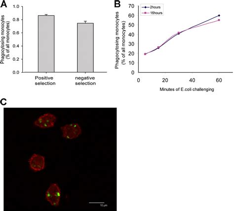 Monocyte Diagram Labeled