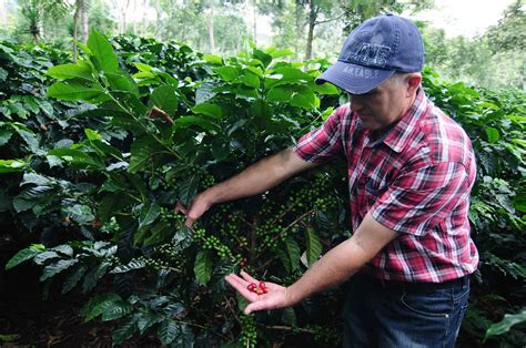 Honduras vende 856 6 millones de dólares en café 3 3 menos que el