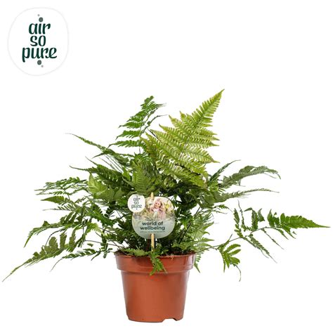 Dryopteris Erythrosora Air So Pure