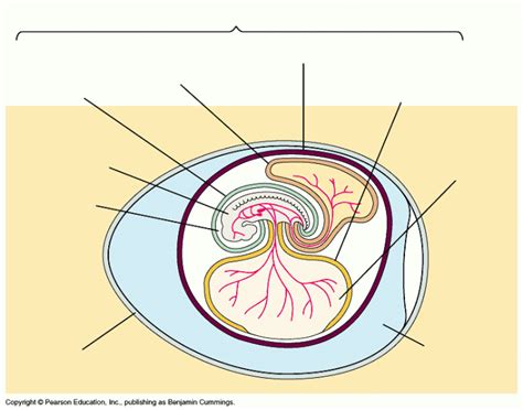 Amniotic Egg Diagram Quizlet