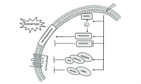 Cellular Pathways Implicated In Radiotherapy Induced Ferroptosis The