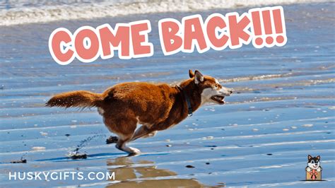 Why Do Huskies Run Away 4 Worrying Reasons