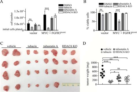 Comparative Effects Of Tubacin Tubastatin A And Hdac6 Deficiency On
