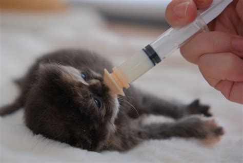 手把手教你如何养出胖胖小奶猫 七叶的喵 七叶的喵 哔哩哔哩视频