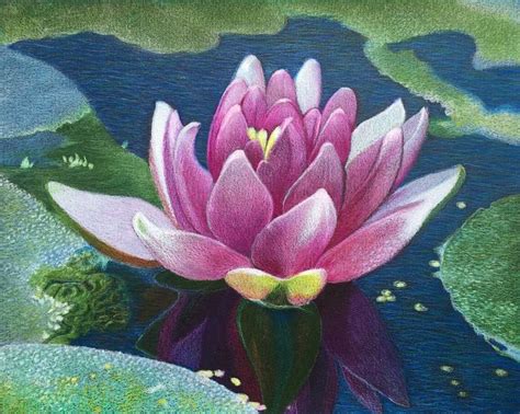 Le Nymphea Rose Drawing By Dulcie Dee Saatchi Art