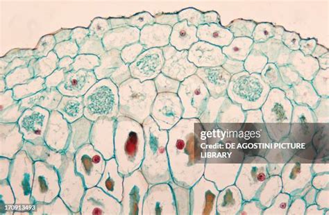 Mycorrhizae Diagram