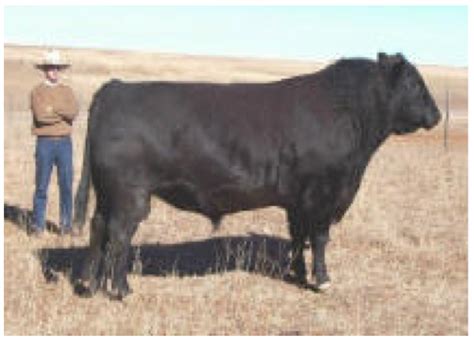 Cattle Breed Identification Flashcards