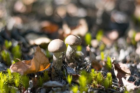 클로즈업 버섯 Leccinum Scabrum 숲에서 성장 한다 작은 버섯 부드러운 Bokeh 녹색 잔디의 Leafs 화창한 여름