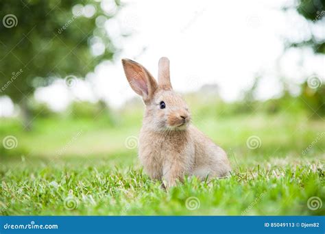 Bunny Rabbit On The Grass Stock Image Image Of Furry 85049113