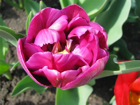 Честит имен ден ЦВЕТЕНЦА Форум