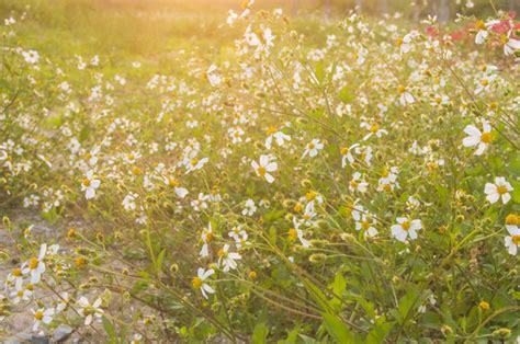 白色鬼针草图片素材 白色鬼针草设计素材 白色鬼针草摄影作品 白色鬼针草源文件下载 白色鬼针草图片素材下载 白色鬼针草背景素材 白色鬼针草模板下载 搜索中心