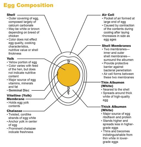 Gemperle Eggs Facts And Info Gemperle Farms