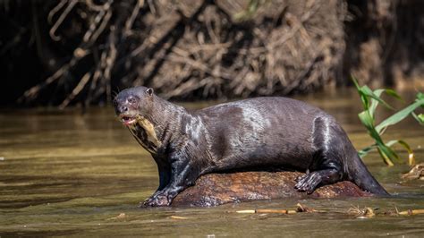 11 Animais Do Pantanal Para Você Conhecer Turismo Mato Grosso