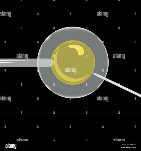 Artificial Insemination Female Fertility Stock Vector Image And Art Alamy