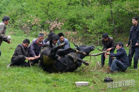 长江拍客农村阉牛 武汉时政图片 新闻中心 长江网 cjn cn