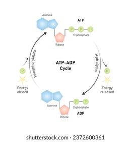 Vector Illustration Adenosine Triphosphateatp Adenosine Diphosphate Stock Vector Royalty Free