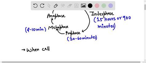 Solved In Allium Interphase Lasts About 15 Hours And Mitosis Takes