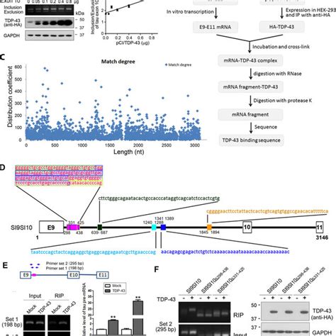 Pdf Transactive Response Dna Binding Protein 43 Tdp 43 Regulates
