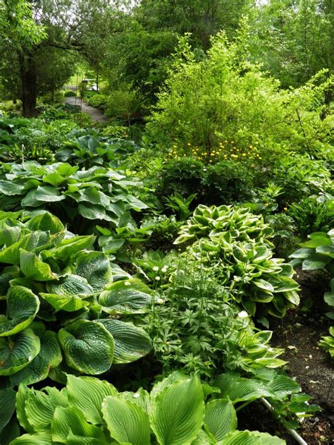 Ninebark Nugget Flower Farm Hostas Shrubs