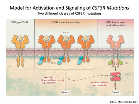 Ppt Oncogenic Csf3r Mutations In Chronic Neutrophilic Leukemia And