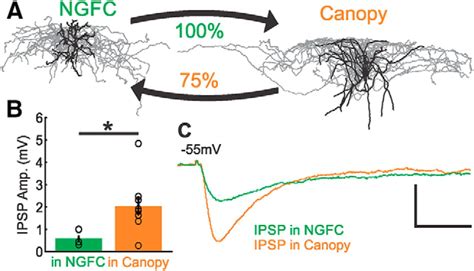 Four Unique Interneuron Populations Reside In Neocortical Layer 1