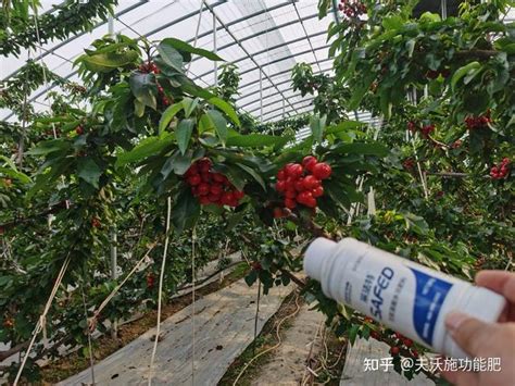 进口叶面肥采法特对比后真靠谱 知乎