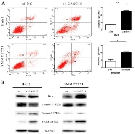 The Effects Of Casc15 Knockdown On Hcc Cell Apoptosis A Knockdown Of