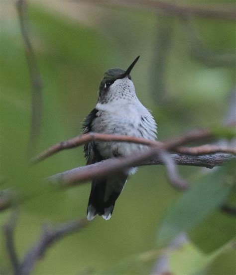 Ebird Checklist 4 Oct 2023 Marks 1 Species
