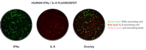 Elispot And Fluorospot Cellcarta