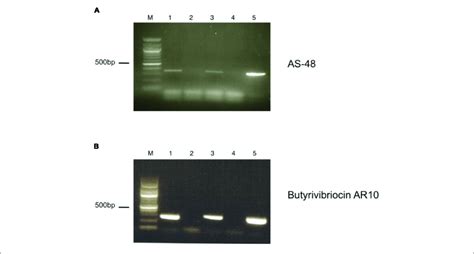 Rt Pcr Of Putative Bacteriocin Like Genes Present In The Genome Of