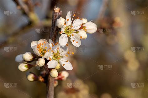 黑刺李开花