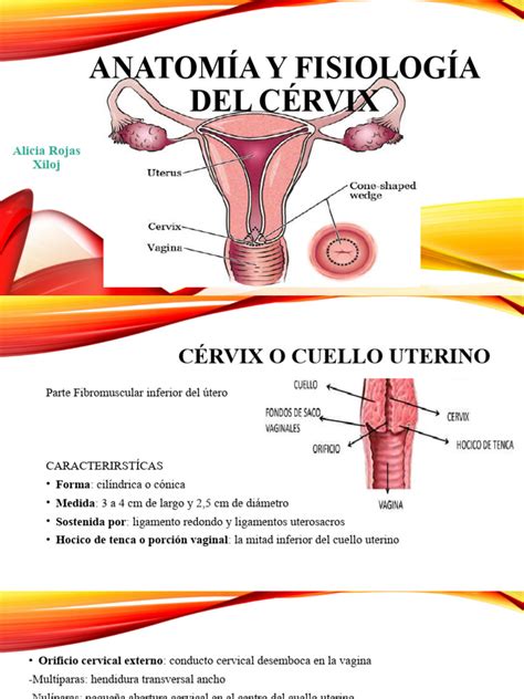 Anatomía Y Fisiología Del Cérvix Descargar Gratis Pdf Vagina Útero