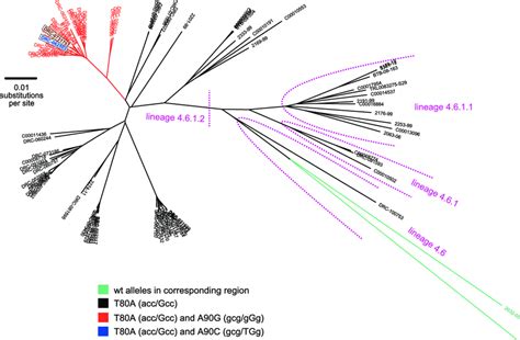 maximum likelihood phylogeny based on 3 710 single nucleotide variants