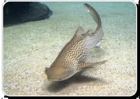 The Zebra Shark Is One Of Many Sharks Of The World Shark Sider