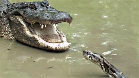 Giant Burmese Python Eats Alligator