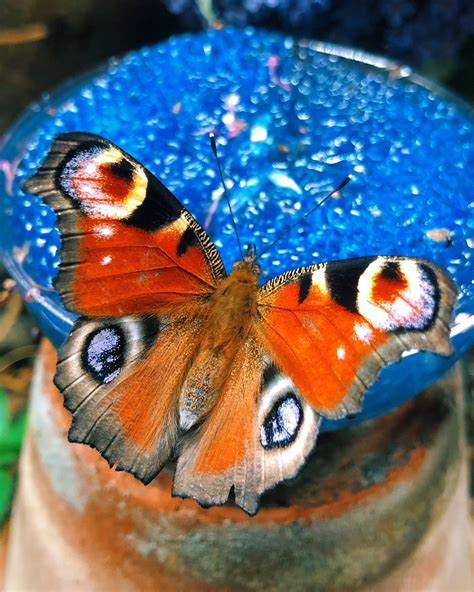 Peacock Butterfly Aglais Io Larvae Bugs And Butterflies Uk