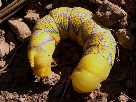 图片素材 性质 野生动物 生物学 爬虫 黄色 动物群 Naturaleza 蛇 Ggl1 Xovesphoto