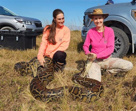 Florida Python Challenge Biggest Snakes In Everglades Snake Hunt