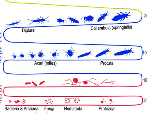 6 Classification Of Soil Organisms According To Size Adapted From Download Scientific Diagram