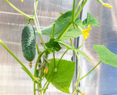 6 овощей которые вы можете вырастить на подоконнике домашний огород Садоводство на балконе