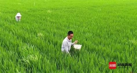 四川德昌米易都有袁隆平超级稻项目 袁老去年还曾为米易超级稻题字 腾讯新闻