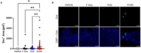 Doxorubicin Accumulation In The Tumor By Fluorescence Microscopy A Download Scientific