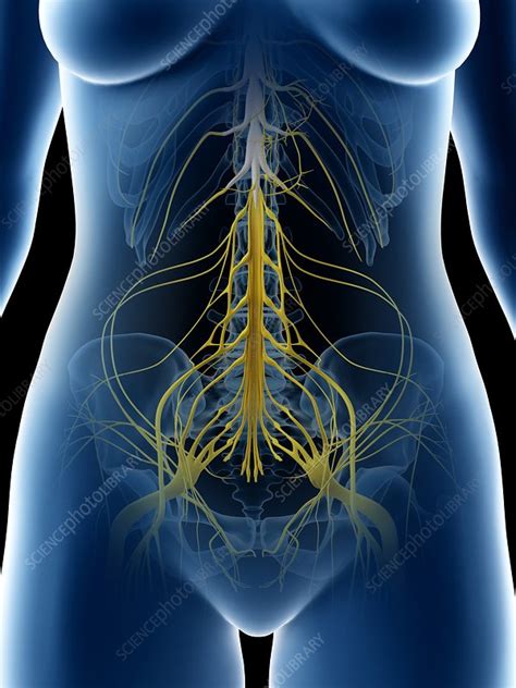 Female Pelvic Nerves Illustration Stock Image F0271407 Science