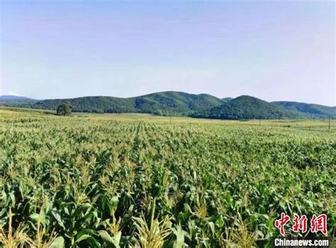 南方多地到吉林抢购甜味 小小玉米变身致富粮凤凰网吉林 凤凰网