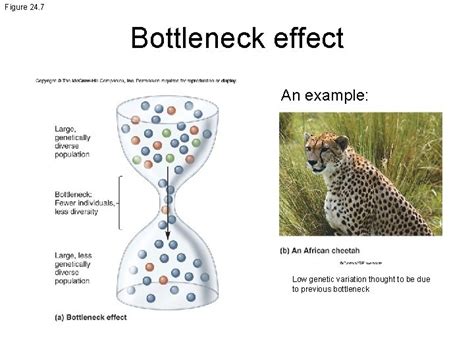 Bottleneck Effect Definition Example Video Lesson