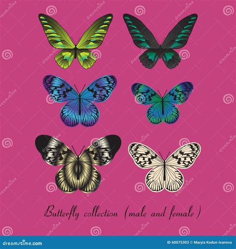 Collection With Colorful Butterfly Stock Vector Illustration Of
