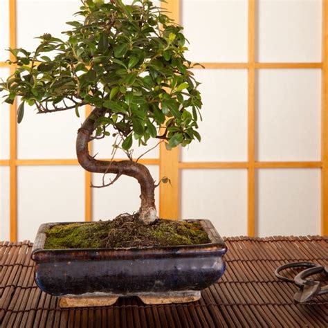 Pruning A Bonsai Tree At The Right Stage Oz Tree Services