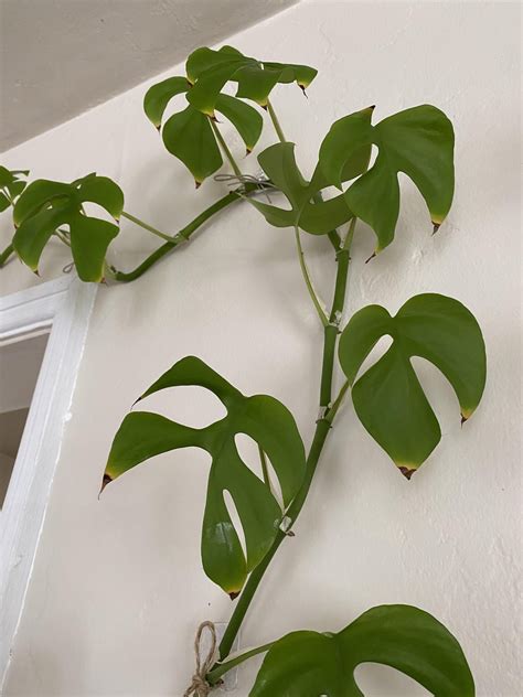 Rhaphidophora Tetrasperma Help Leaf Tips Browning R Plantclinic