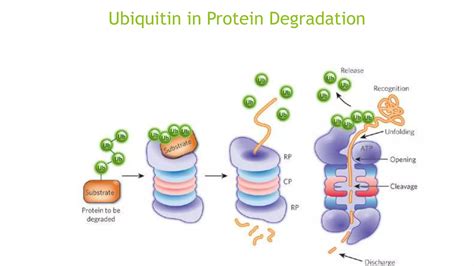 Signalling Through Ubiquitin Ligase Ppt