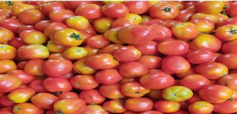 မြို့သစ်မြို့နယ်၊ ကွင်းကျေးရွာ၌ ခရမ်းချဉ်သီးဈေးကောင်းရ၍ တောင်သူများအဆင်ပြေ Consumer